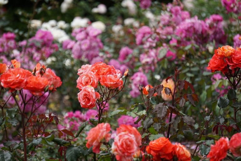 The Amazing Story Behind The National Flower Of Dominican Republic ...