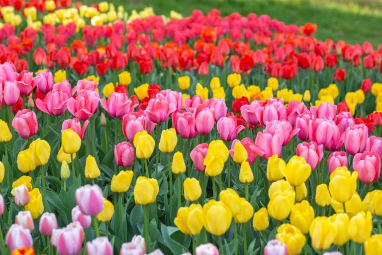Don’t Miss Out on These 9 Gorgeous Bulb Flower Types for Your Garden