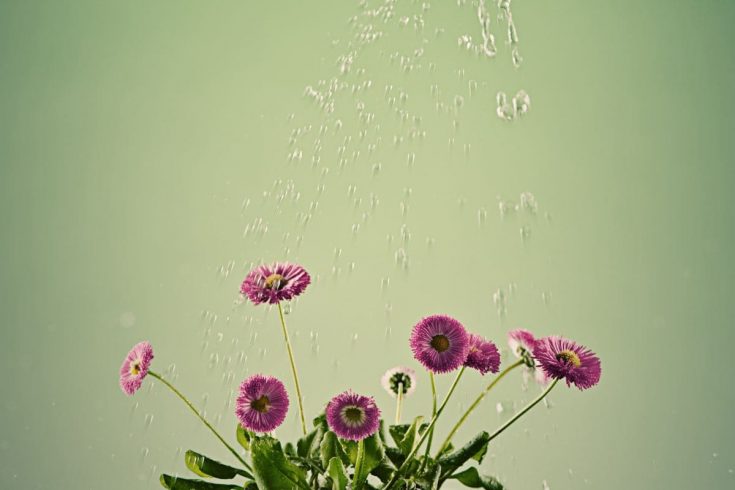 5 Ways On How To Flush Plants Without Overwatering - Plantisima