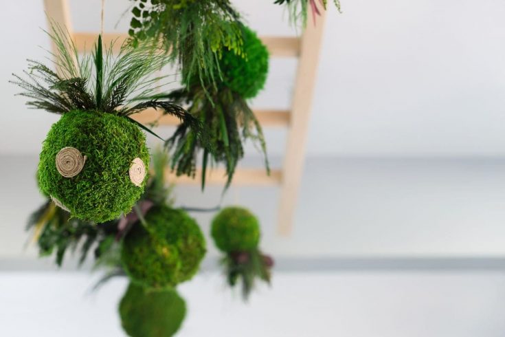 11 Ways to Hang Plants from the Ceiling Without Drilling - Plantisima