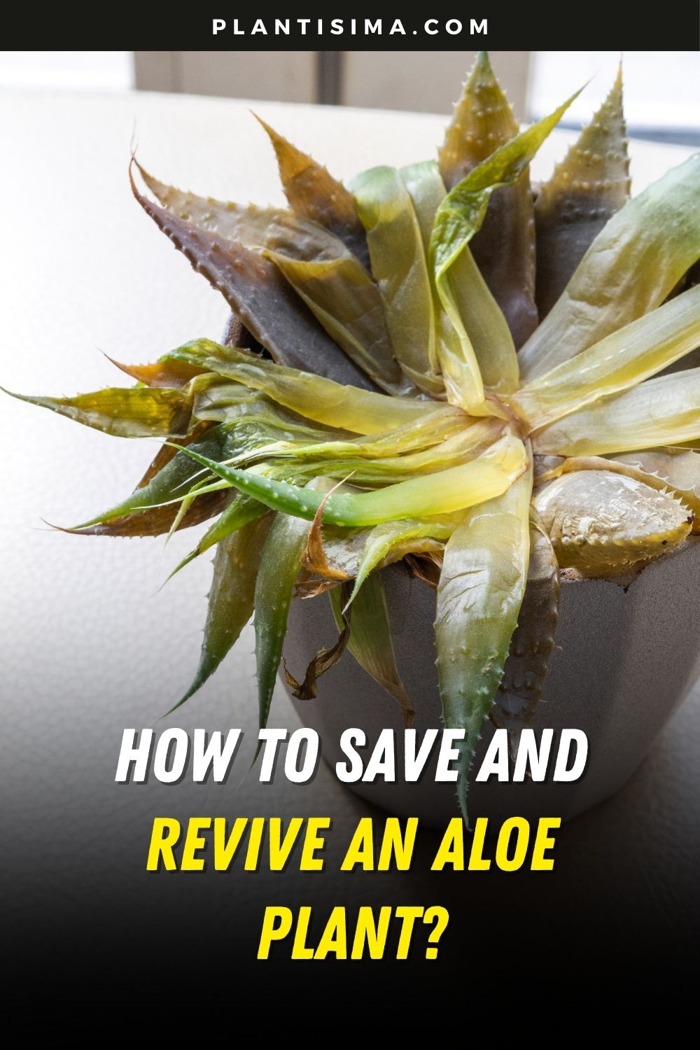 9 Essential Steps to Revive Your Aloe Vera Plant - Plantisima