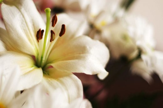 National Flower Of Italy: Oriental White Lily - Plantisima