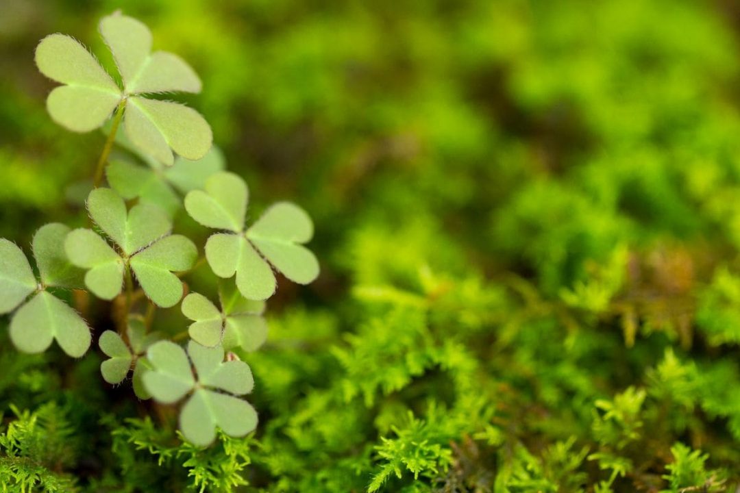 National Flower Of Ireland: Good Luck Charm Shamrock Plant - Plantisima