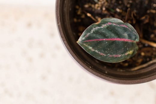 Tips For Growing Jungle Velvet Calathea - Plantisima