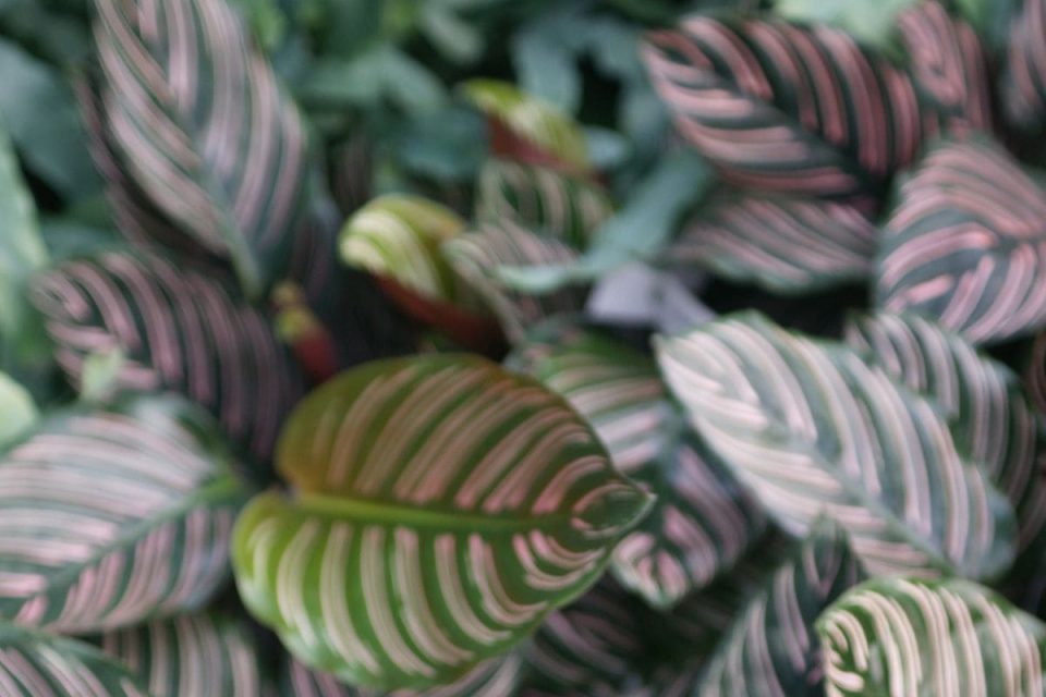 Tips For Growing Jungle Velvet Calathea - Plantisima