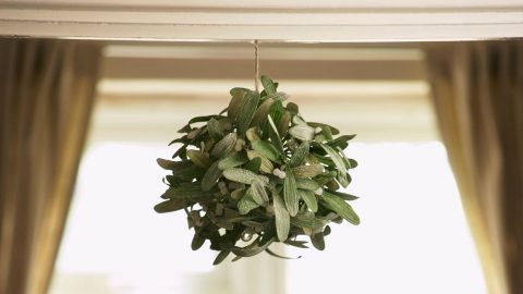 11 Ways to Hang Plants from the Ceiling Without Drilling - Plantisima