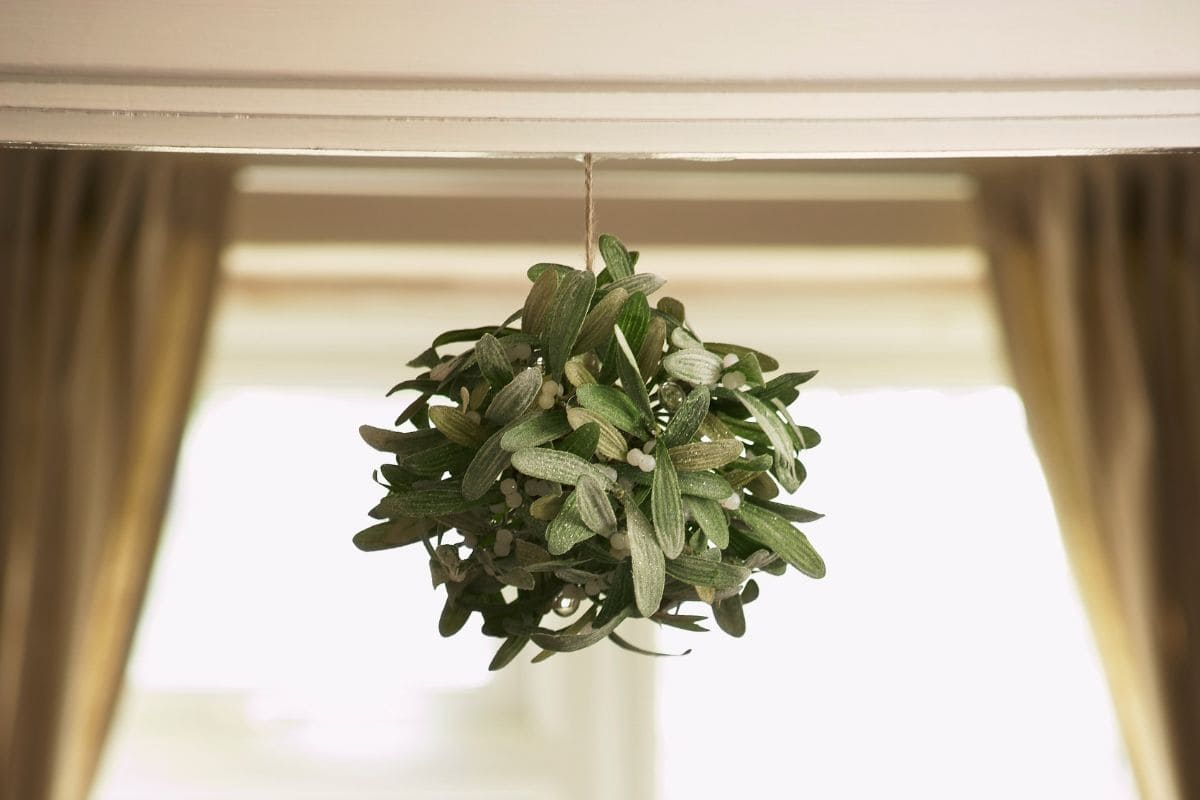 Learn How To Hang Plants From Ceiling Without Drilling - Plantisima