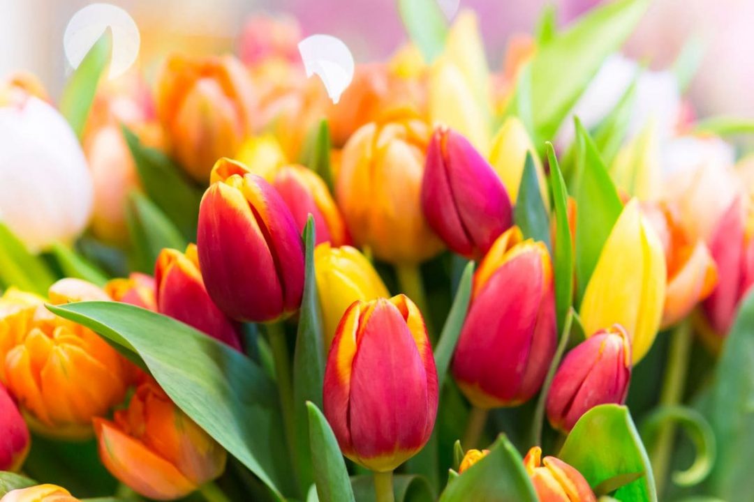 91 Tulip Quotes For All The Tulips Lovers - Plantisima