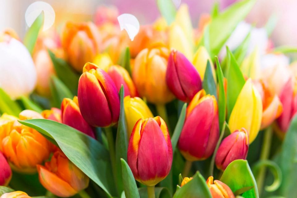 National Flower Of Netherlands: Tray Of Jewel Tulip - Plantisima