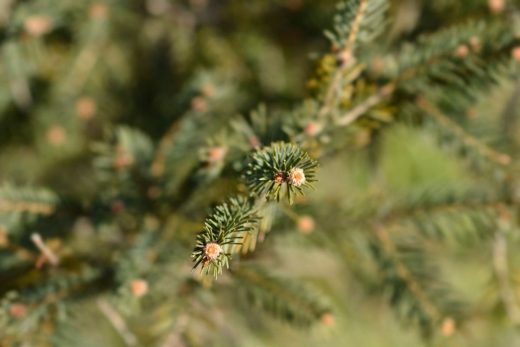 Transform Your Garden with the Stunning Weeping Blue Spruce - Here’s ...