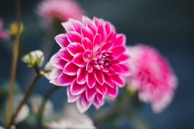 National Flower Of Mexico: Peony Flowered Dahlias - Plantisima