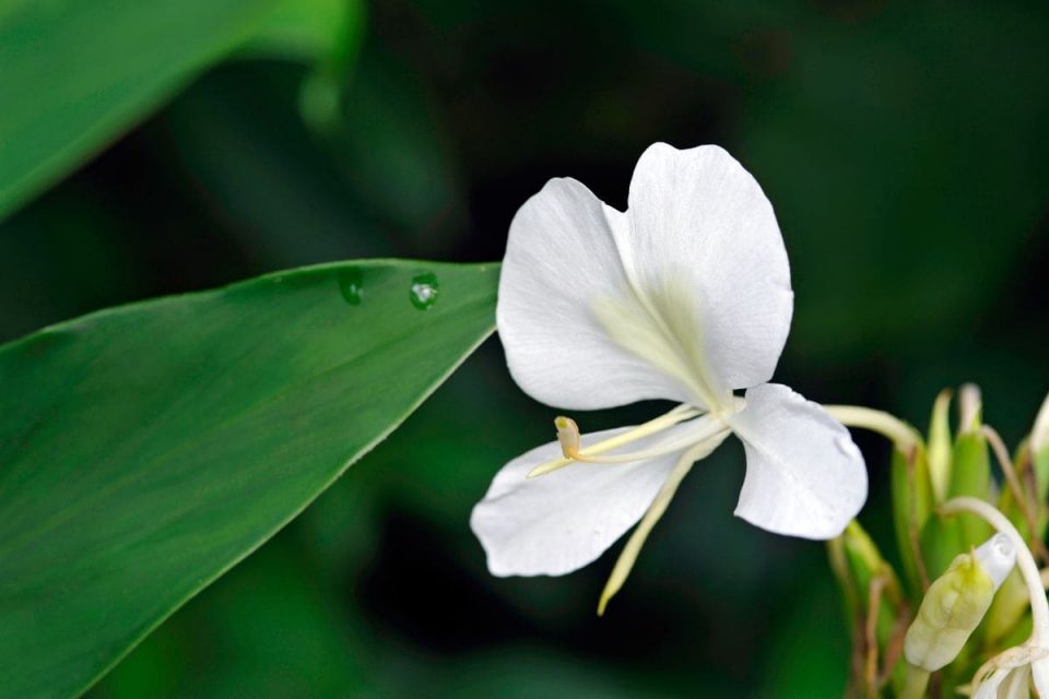 National Flower Of Cuba - Beautiful Butterfly Jasmine - Plantisima