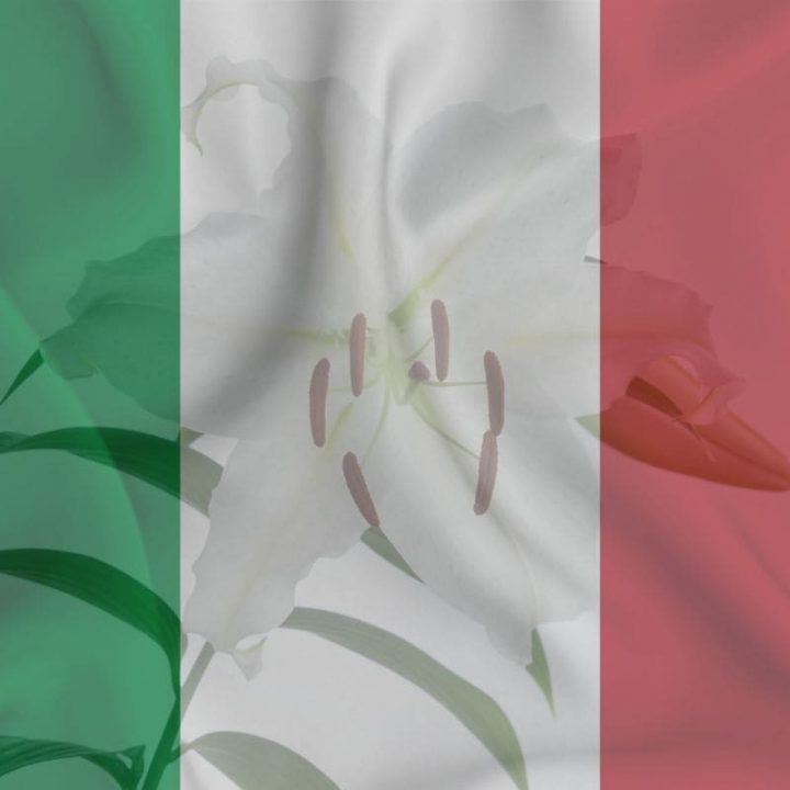 national flower of italy Archives - Plantisima