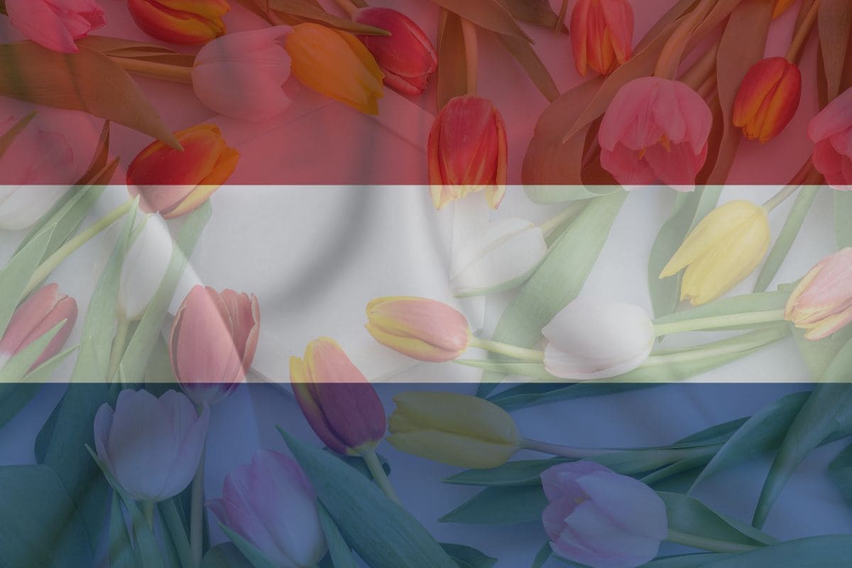 National Flower Of Netherlands: Tray Of Jewel Tulip - Plantisima