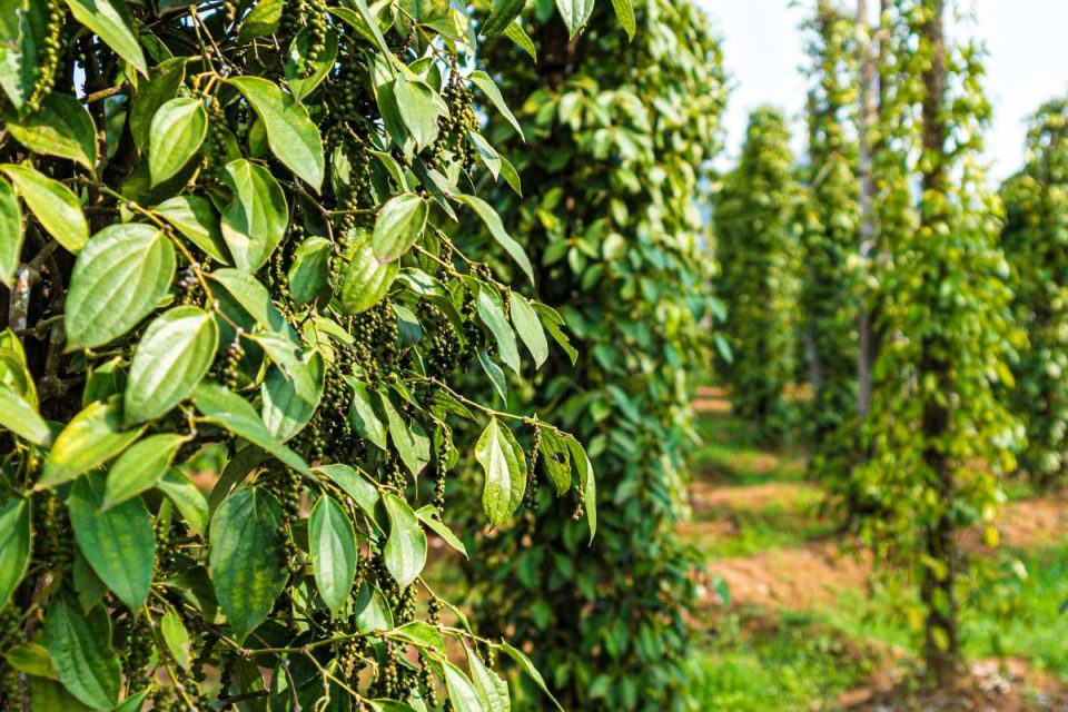 How Often To Water Pepper Plants: Watering Schedule Of Piper