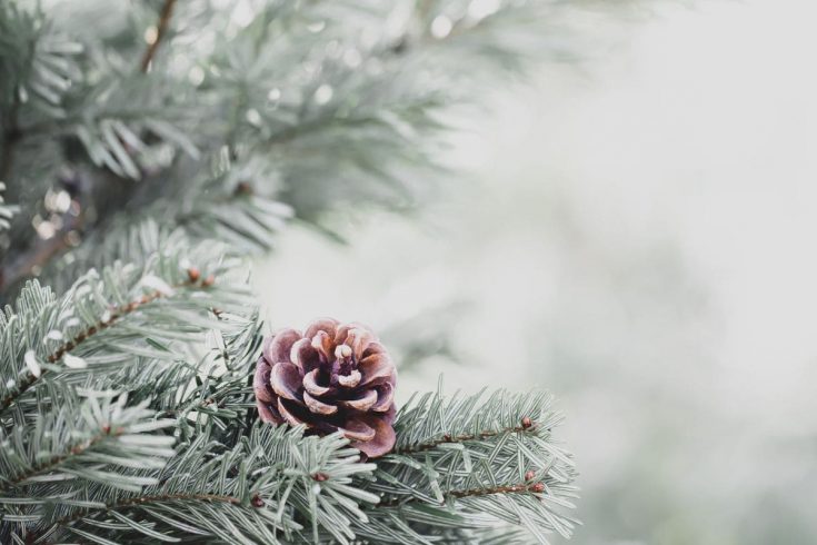 9 Most Wonderful Types Of Pine Trees In Wisconsin - Plantisima