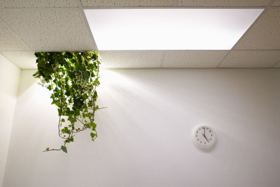 11 Ways to Hang Plants from the Ceiling Without Drilling - Plantisima