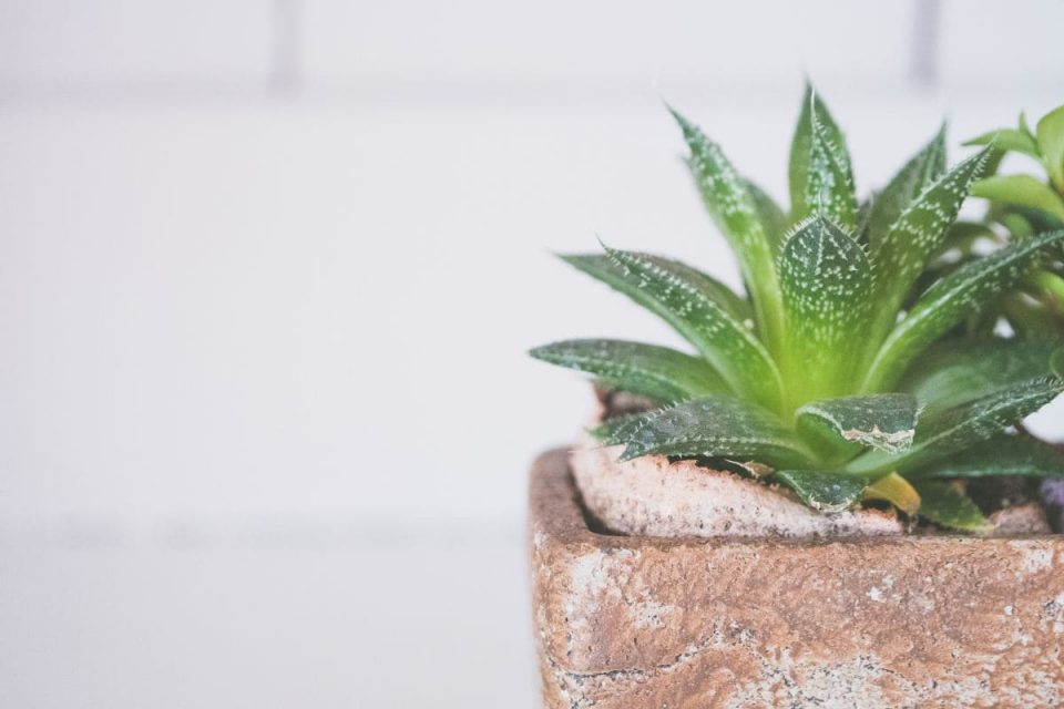 9 Essential Steps to Revive Your Aloe Vera Plant - Plantisima