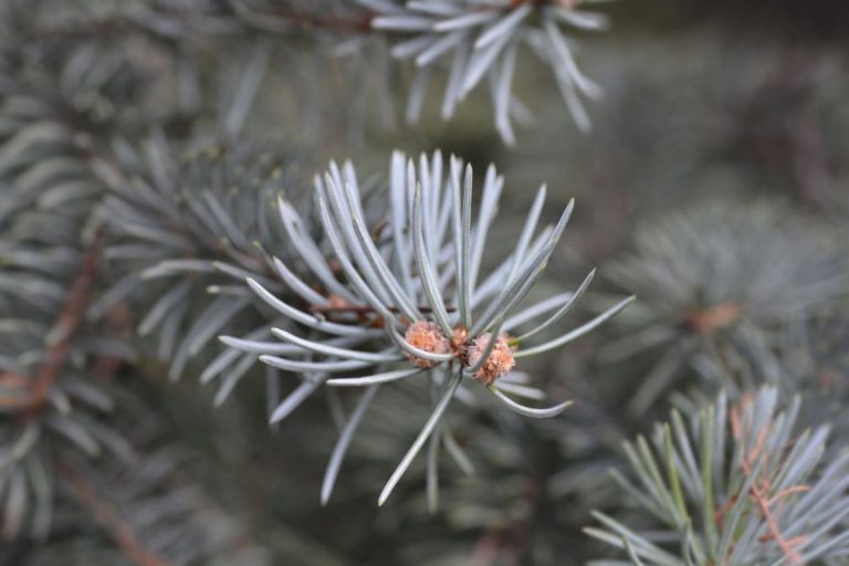 Transform Your Garden with the Stunning Weeping Blue Spruce - Here’s ...