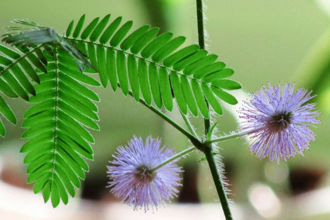 Tickle Me Plant: Care Guide For Mauve Flower Puffs