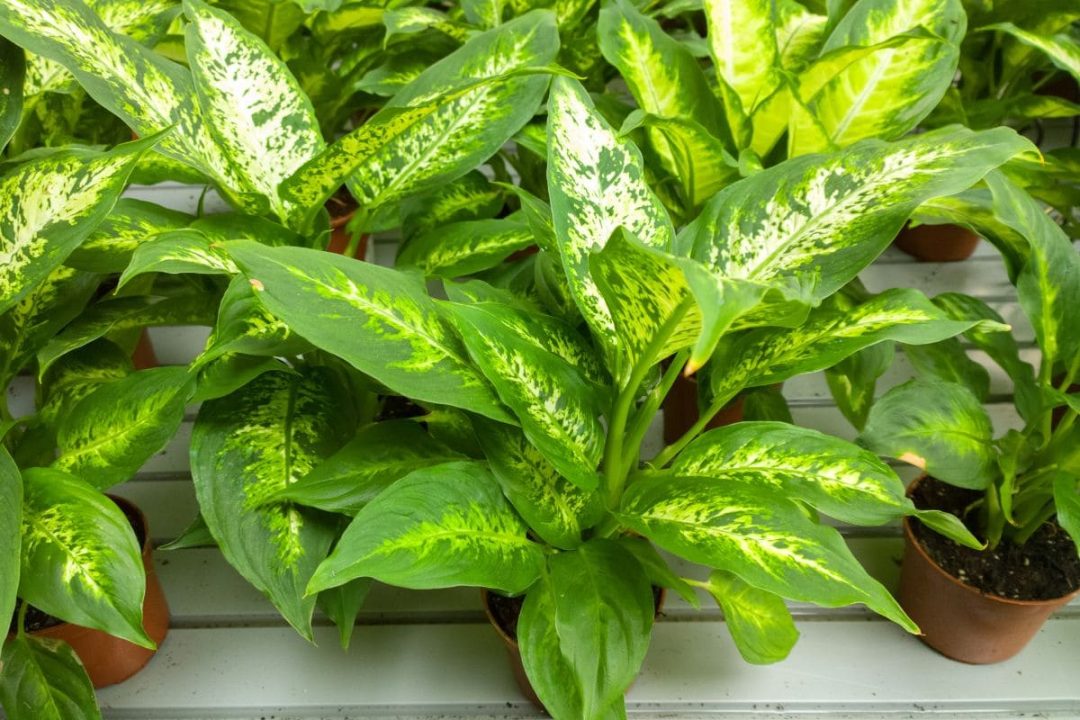 Dieffenbachia Reflector: Tips For Care Of Dumb Cane Plants - Plantisima