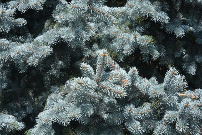Transform Your Garden with the Stunning Weeping Blue Spruce - Here’s ...
