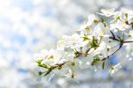Spring Snow Crabapple: Dash Of Winter In Your Yard During Springtime ...