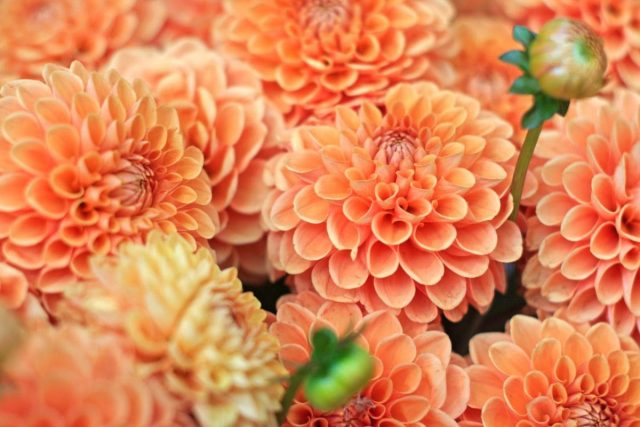 National Flower Of Mexico: Peony Flowered Dahlias - Plantisima