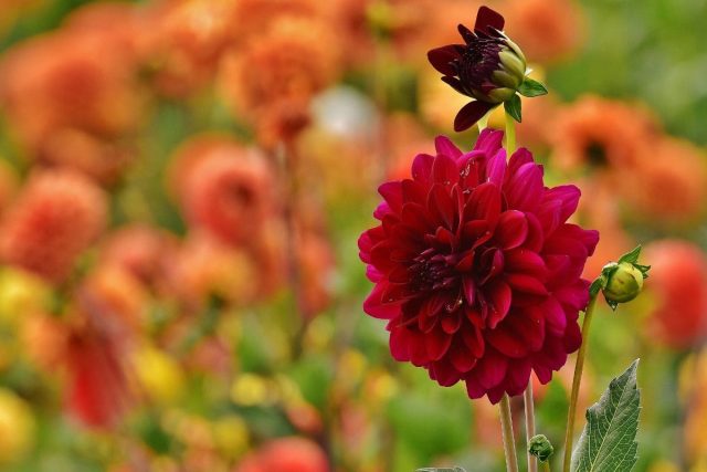 National Flower Of Mexico: Peony Flowered Dahlias - Plantisima