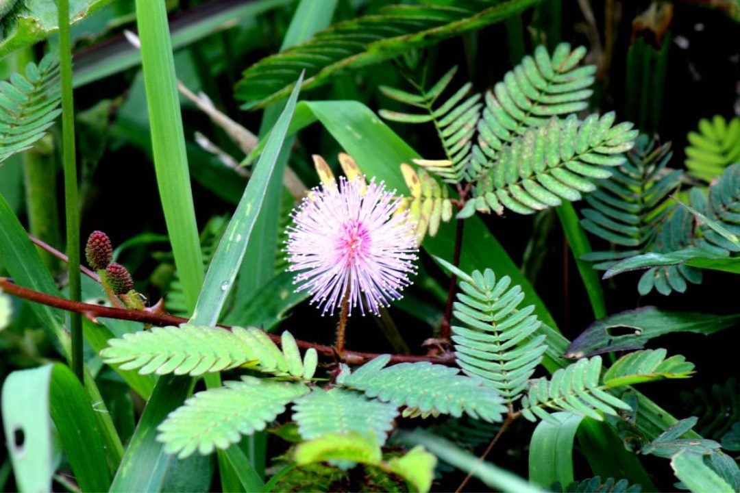 Flowers - Plantisima