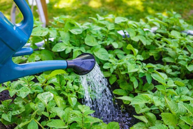 5 Ways On How To Flush Plants Without Overwatering - Plantisima