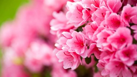 Types Of Azaleas: 9 Woody Shrubs For Your Woodland Garden - Plantisima