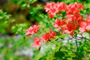 Pair Your Hydrangeas with These 11 Gorgeous Companion Plants