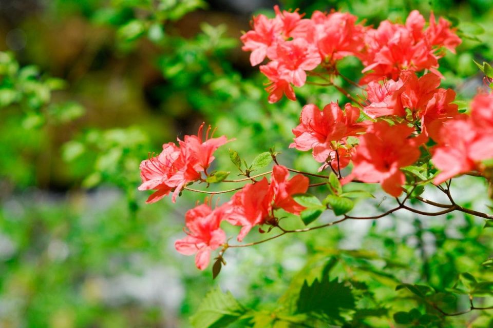 Types Of Azaleas: 9 Woody Shrubs For Your Woodland Garden - Plantisima