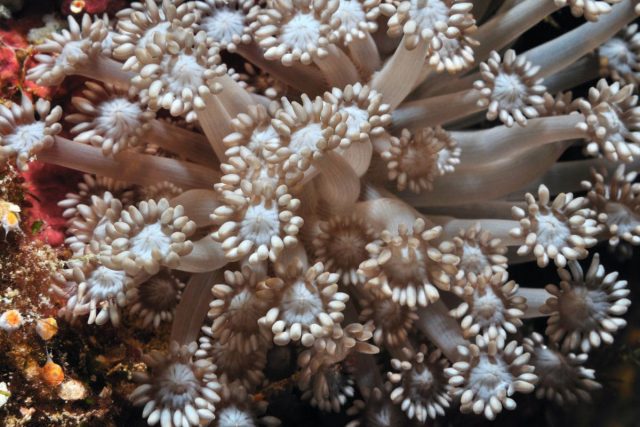 15 Underwater Plants Perfect for Your Water Garden
