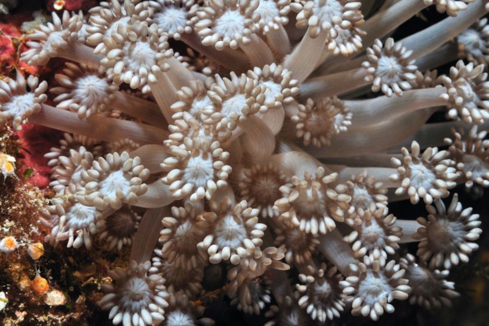 15 Underwater Plants Perfect for Your Water Garden