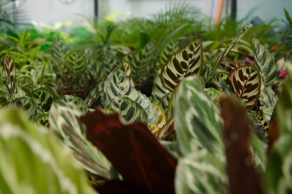 Tips For Growing Jungle Velvet Calathea - Plantisima
