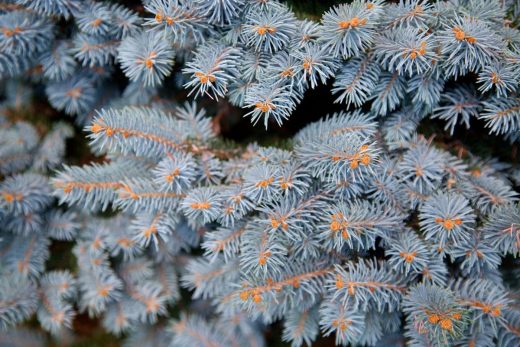 Transform Your Garden with the Stunning Weeping Blue Spruce - Here’s ...