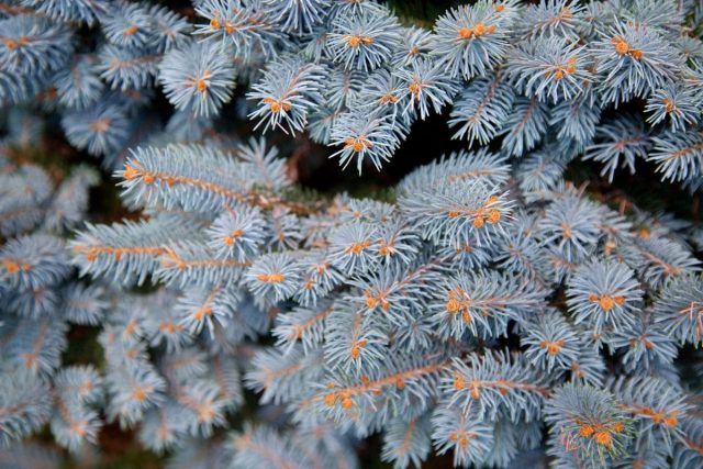 Transform Your Garden with the Stunning Weeping Blue Spruce - Here’s ...