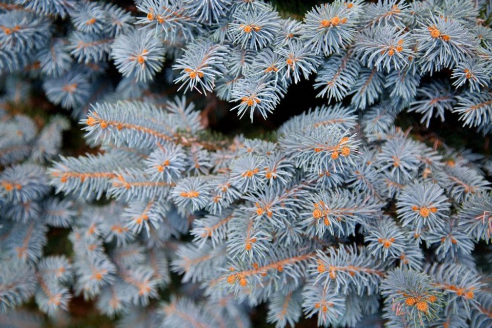 Transform Your Garden with the Stunning Weeping Blue Spruce - Here’s ...