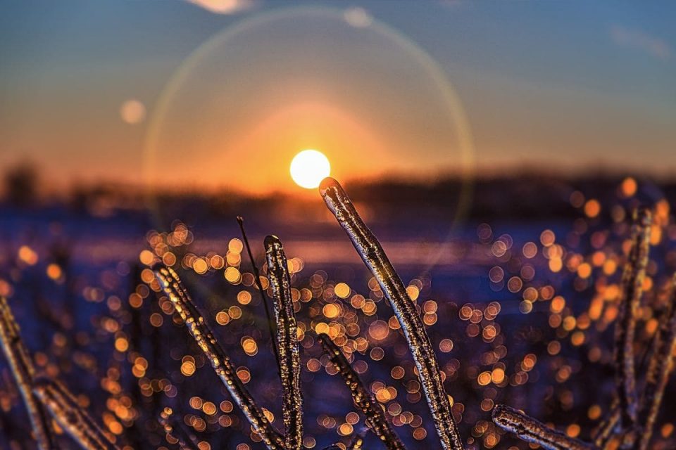 Flame Grass Facts Every Gardener Should Know for Stunning Results ...