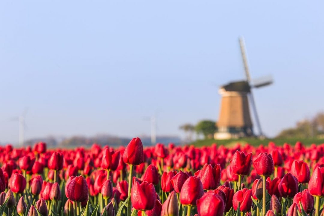 National Flower Of Netherlands: Tray Of Jewel Tulip - Plantisima