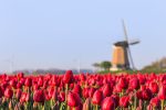 National Flower Of Netherlands: Tray Of Jewel Tulip - Plantisima