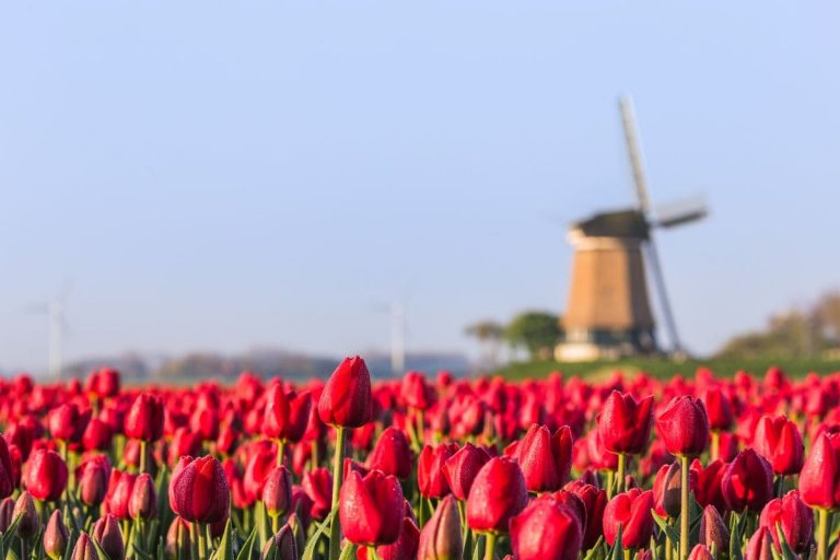 National Flower Of Netherlands: Tray Of Jewel Tulip - Plantisima
