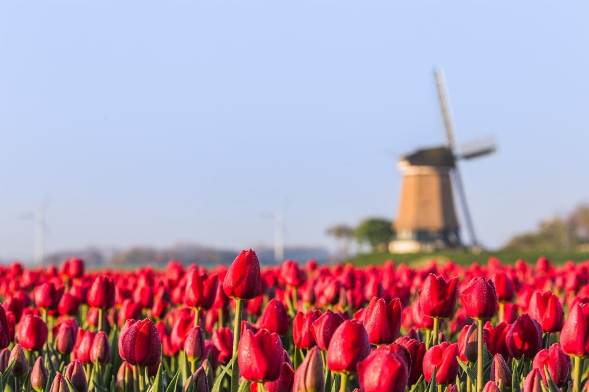 Tulip Quotes: 91 Tulip Sayings For All The Tulips Lovers - Plantisima