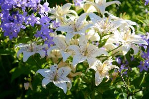 National Flower Of Italy: Oriental White Lily - Plantisima