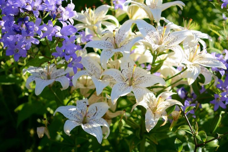 National Flower Of Italy: Oriental White Lily - Plantisima