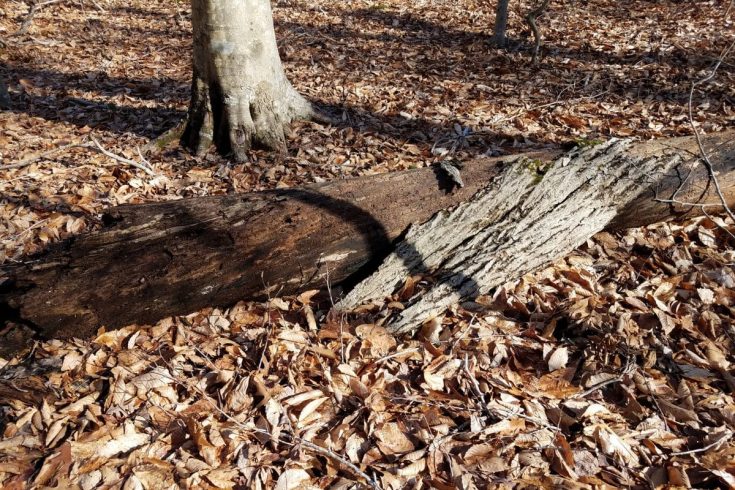 Learn All On How Long Does It Take For Leaves To Decompose - Plantisima