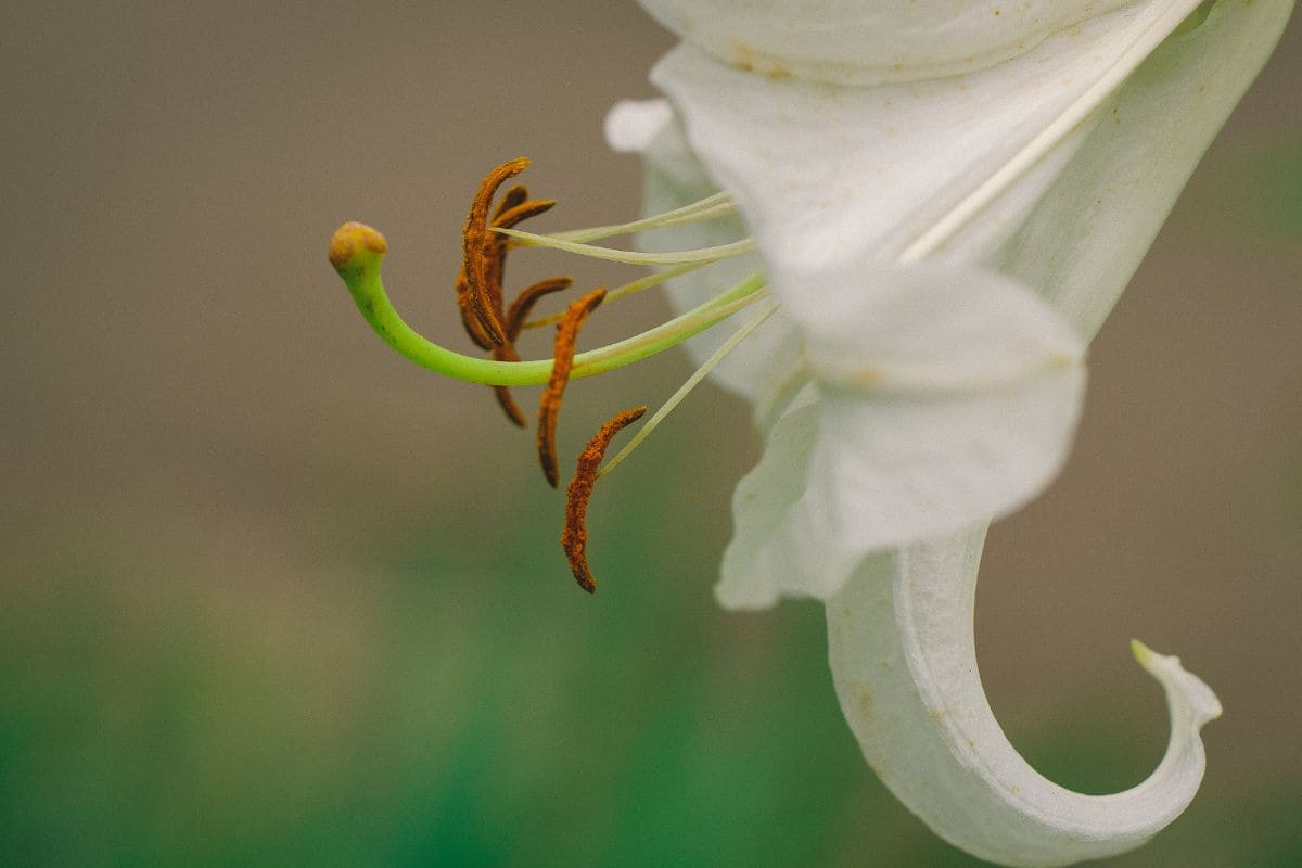 National Flower Of Italy: Oriental White Lily - Plantisima