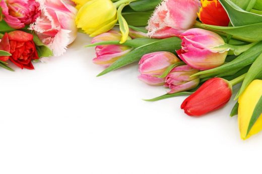91 Tulip Quotes For All The Tulips Lovers - Plantisima